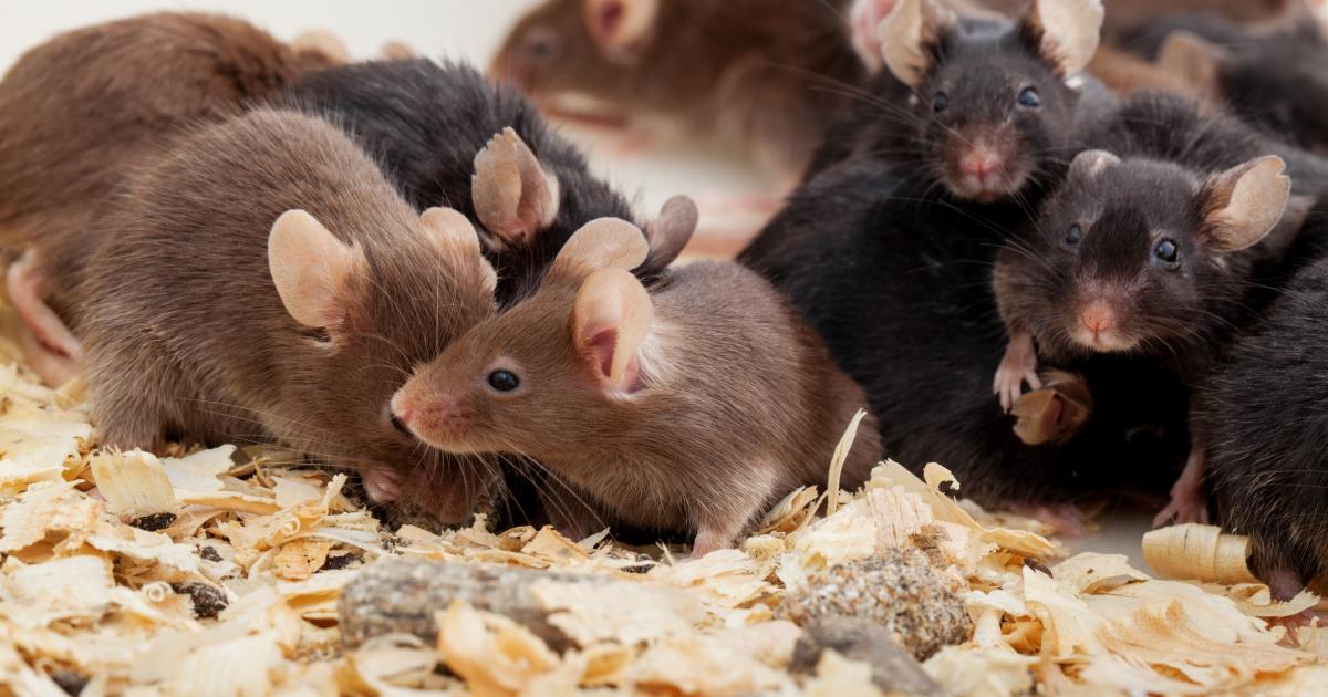 Norske forskere: ‒ Vi bruker mus av begge kjønn